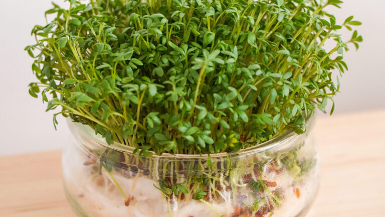 Karse - Den oversete krydderurt - Madskribent.dk